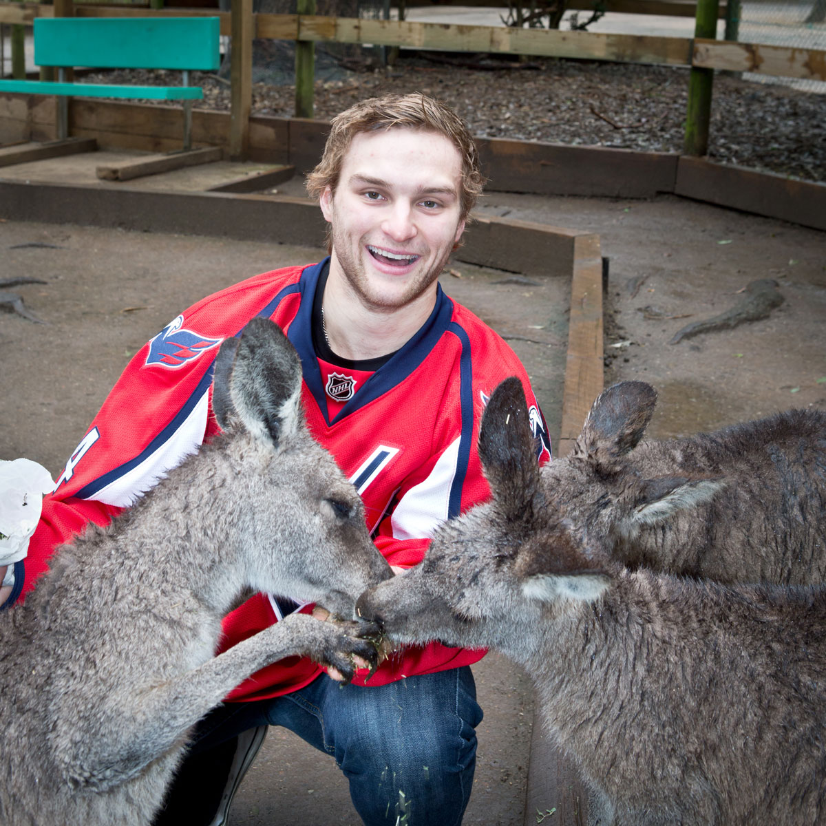 Kangaroos, Koala Bears, and Nathan Walker: The Most Australian Hockey ...