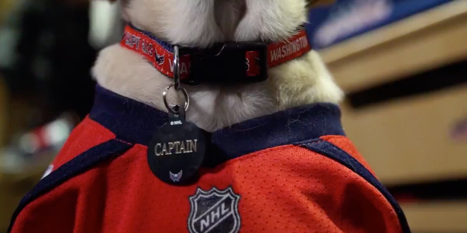 We have a dog now, he is Captain, he is good