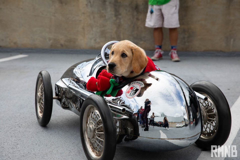 These photos from the Capitals Canine Calendar photoshoot will make you ...