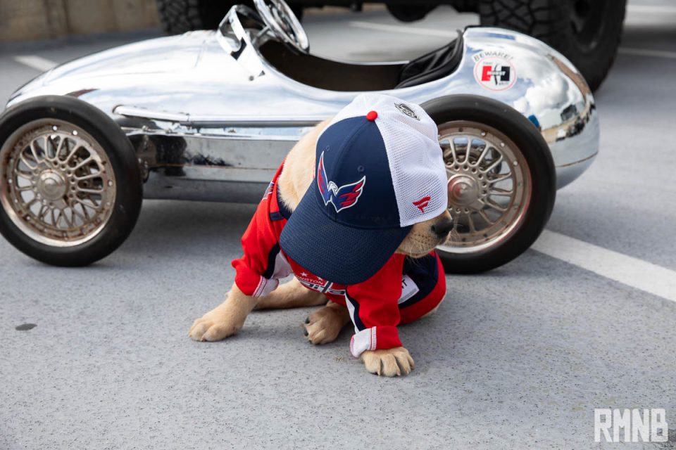 These photos from the Capitals Canine Calendar photoshoot will make you ...