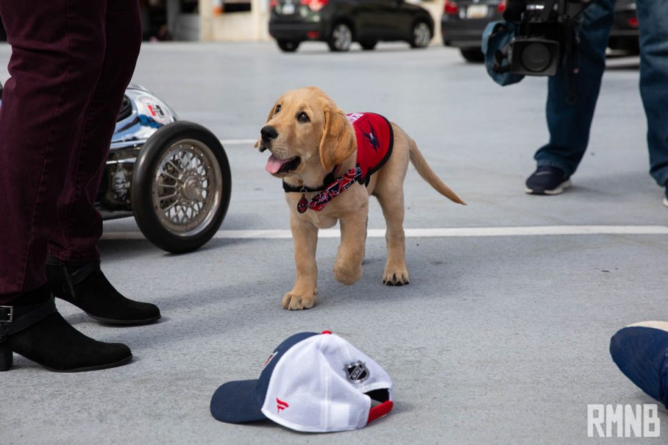 These photos from the Capitals Canine Calendar photoshoot will make you ...