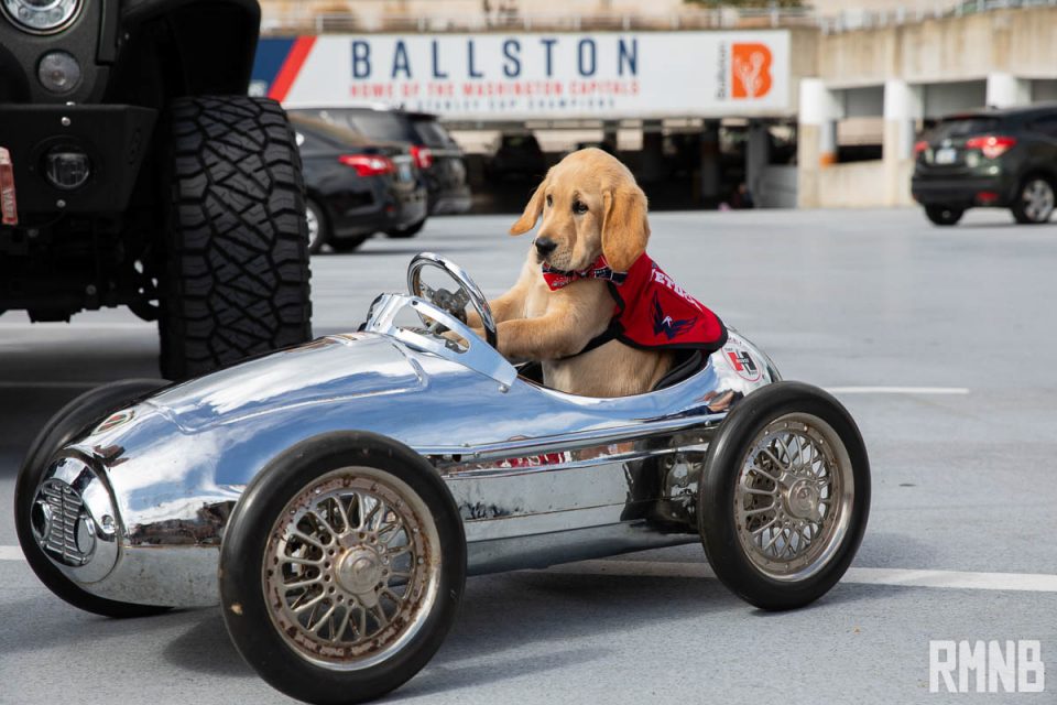These photos from the Capitals Canine Calendar photoshoot will make you ...
