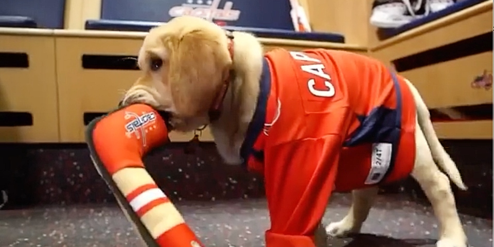 Team puppy Captain steals hearts, kisses players in first-ever Caps game