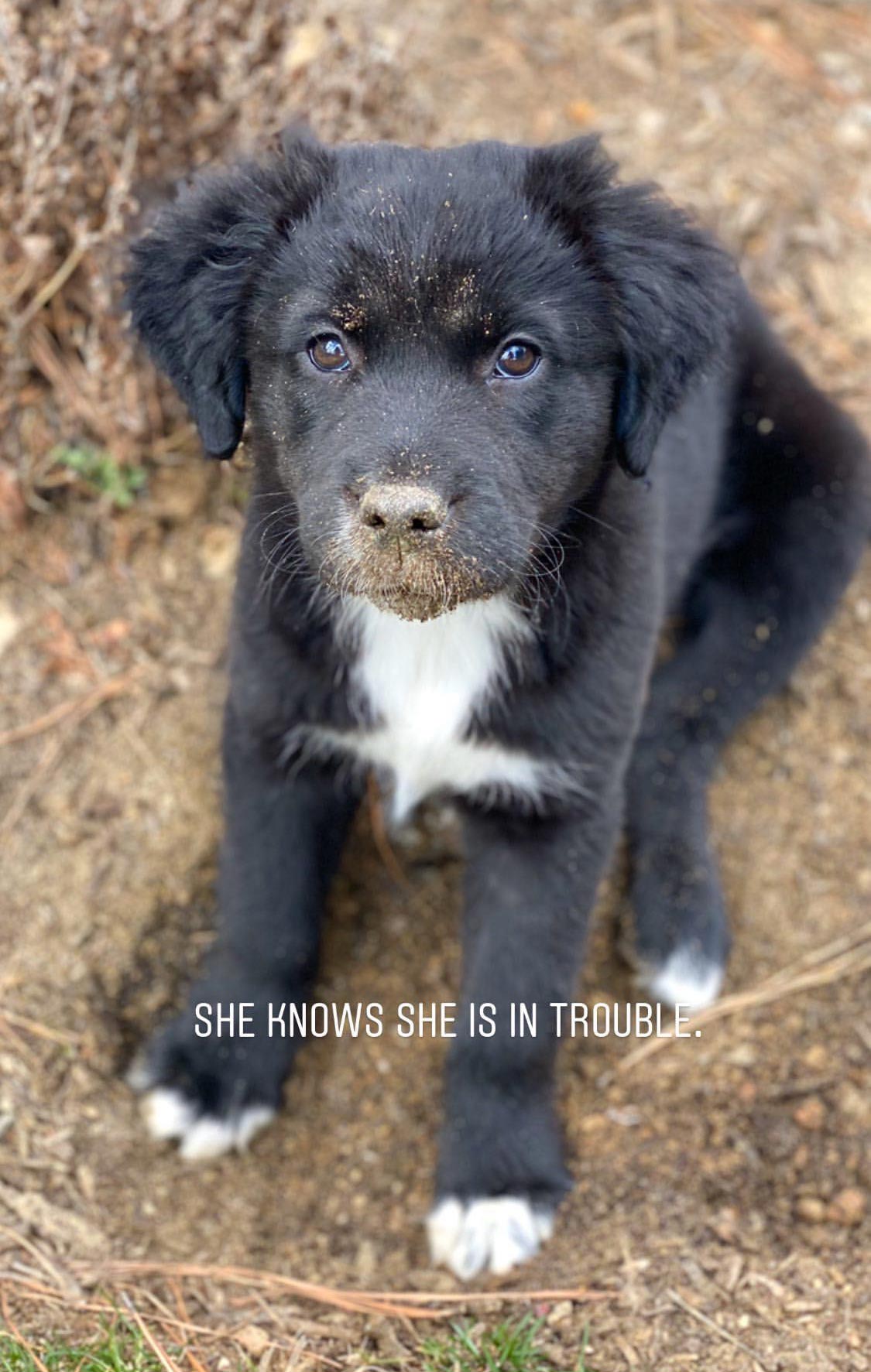 Meet Tom Wilson’s fluffy new rescue puppy, Halle