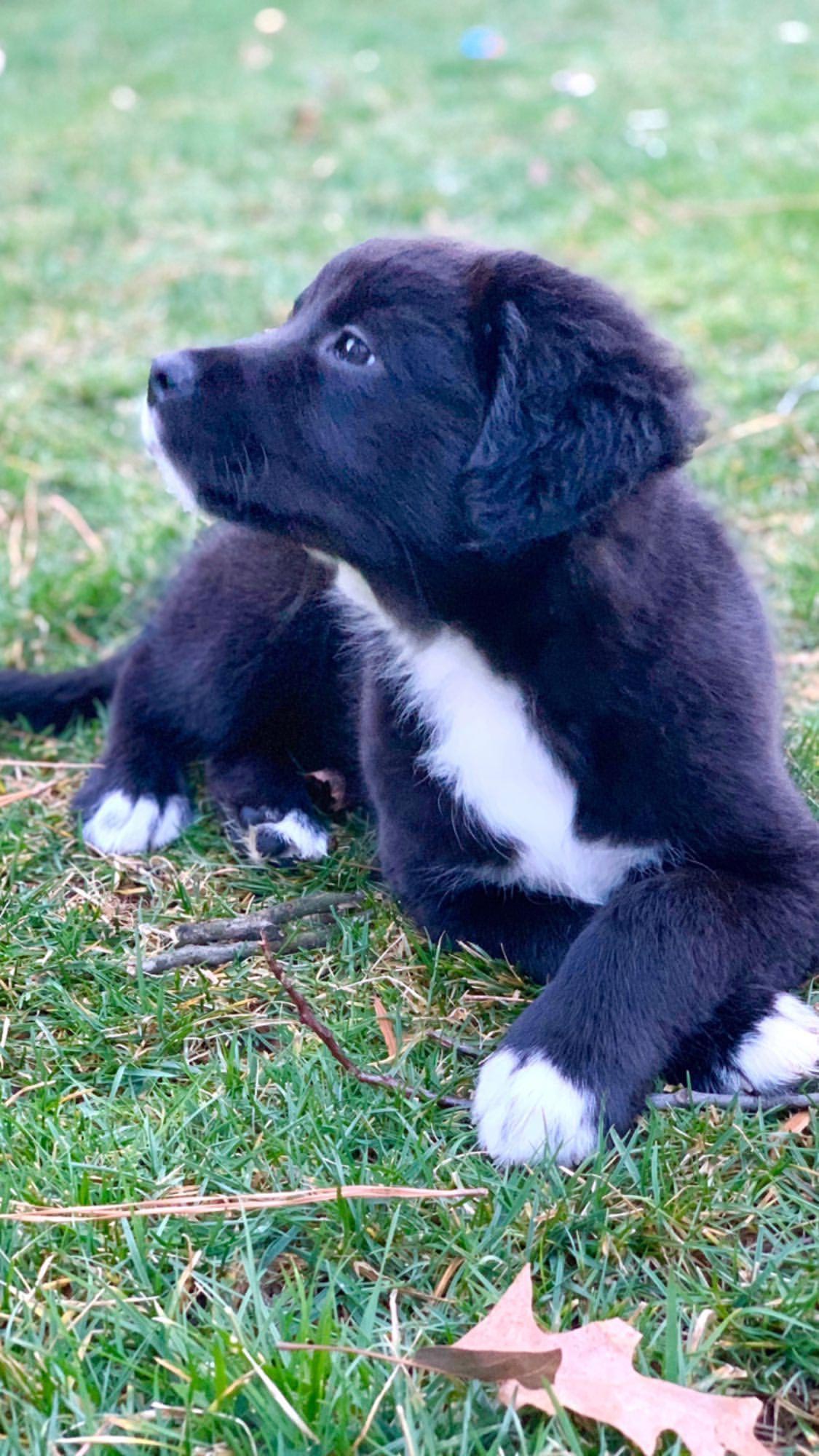 Meet Tom Wilson’s fluffy new rescue puppy, Halle