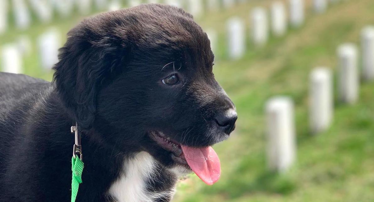 Tom Wilson’s dog Halle now has her own Instagram