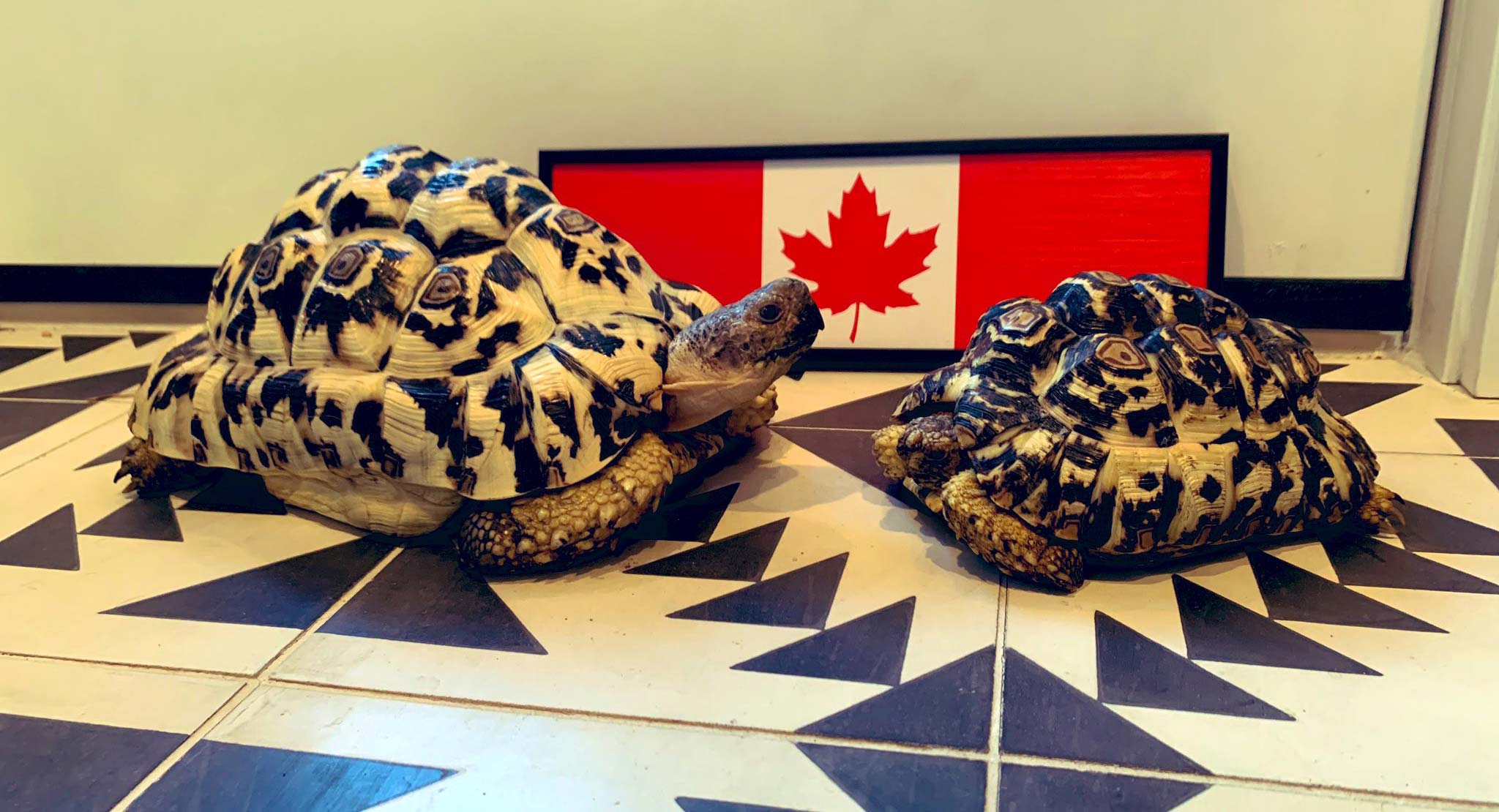 Braden Holtby’s two tortoises, finally back at home in Canada, pose for ...