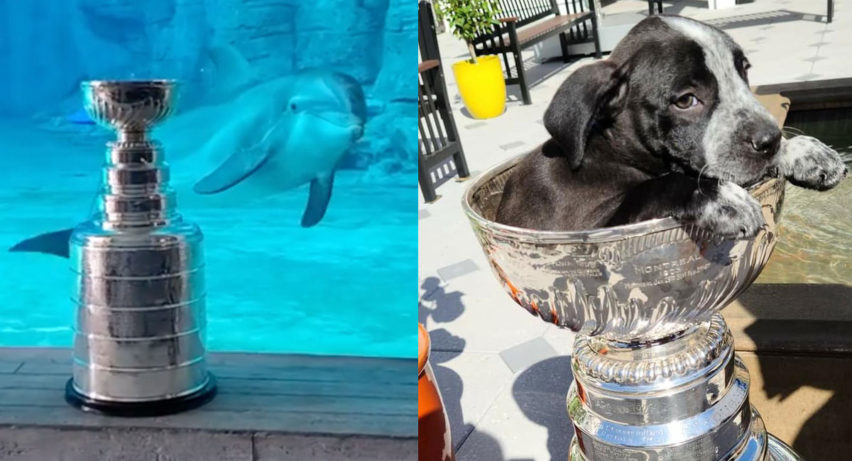 Tampa Bay Lightning take Stanley Cup to aquarium, zoo, and animal shelter