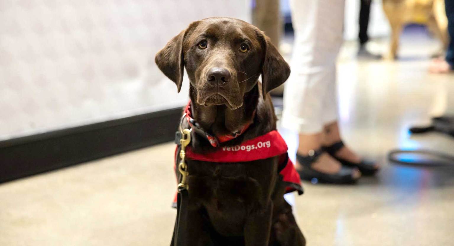 Capitals team dog, Biscuit, drops ceremonial first puck on Caps Canine ...