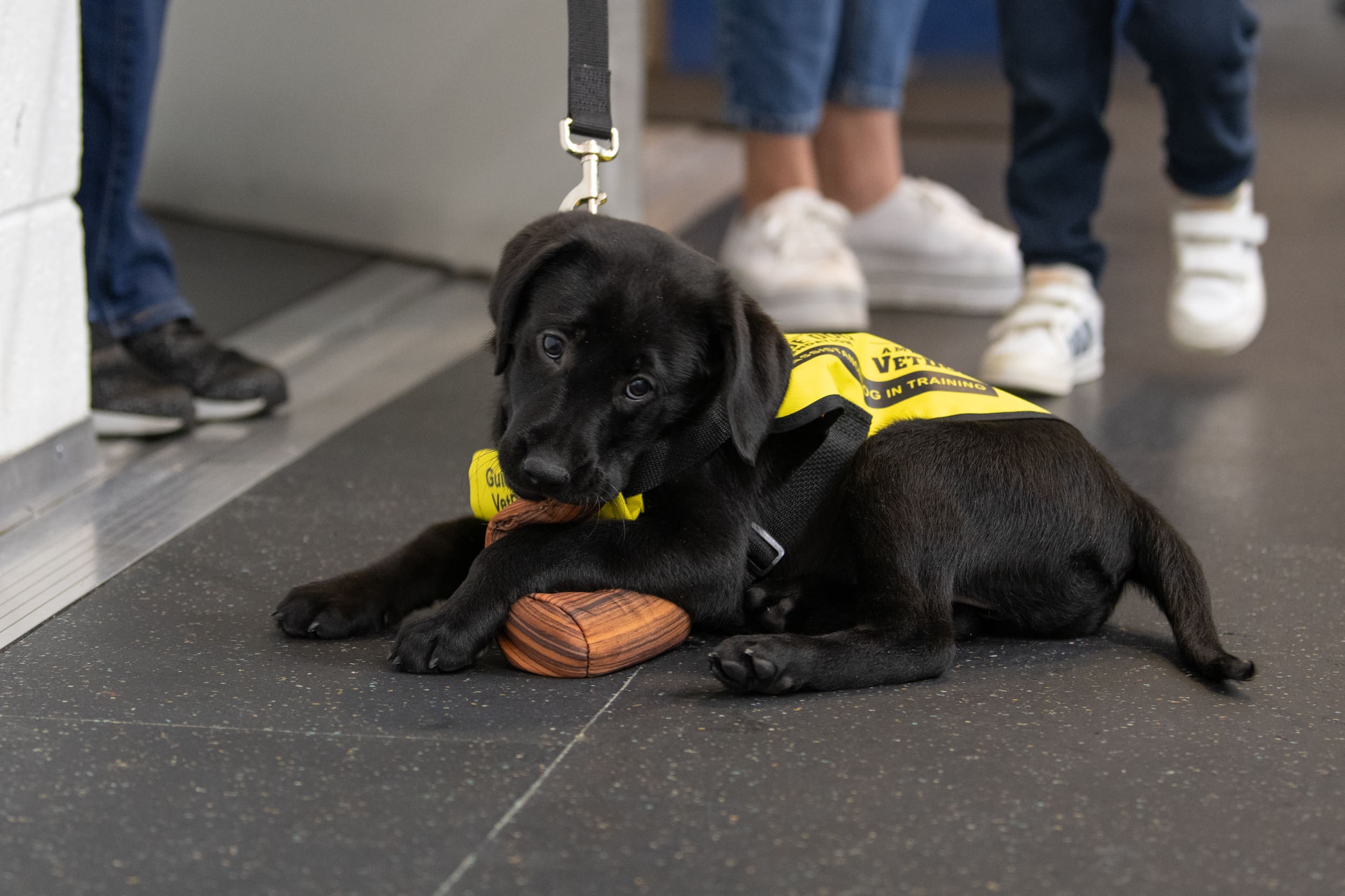 Paige and Nic Dowd sponsor future service dog Judy through America’s ...