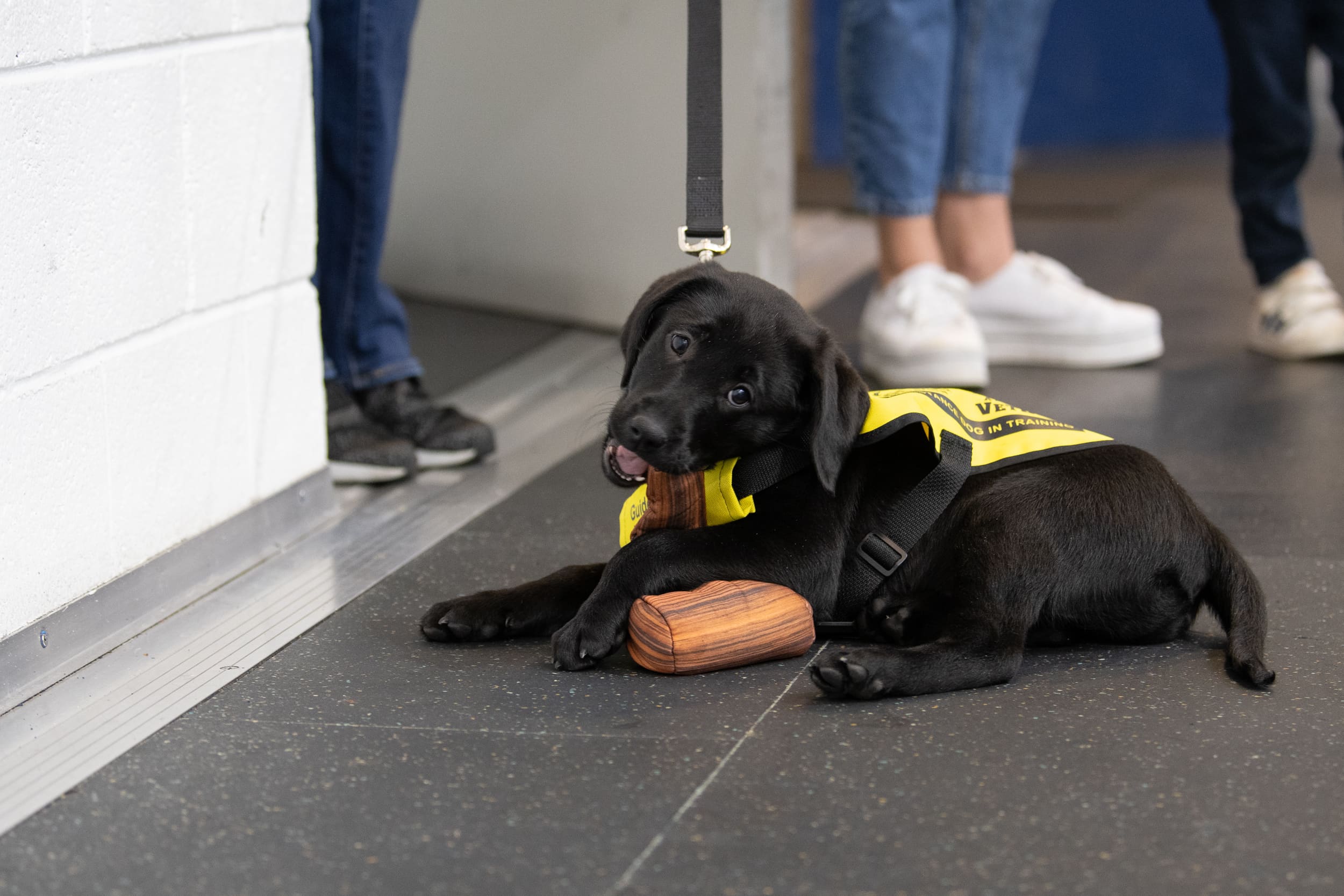 Paige and Nic Dowd sponsor future service dog Judy through America’s ...