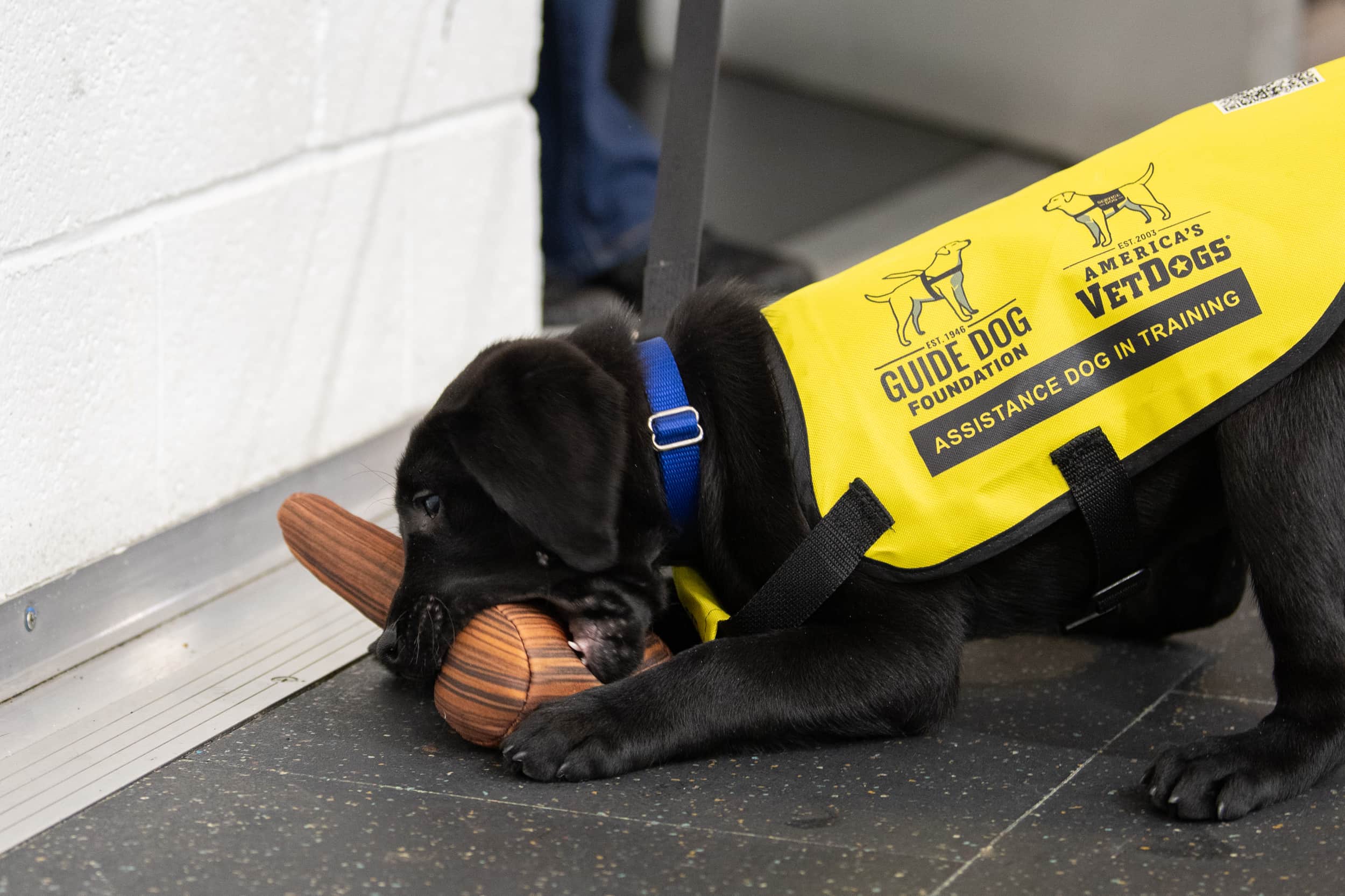 Paige and Nic Dowd sponsor future service dog Judy through America’s ...