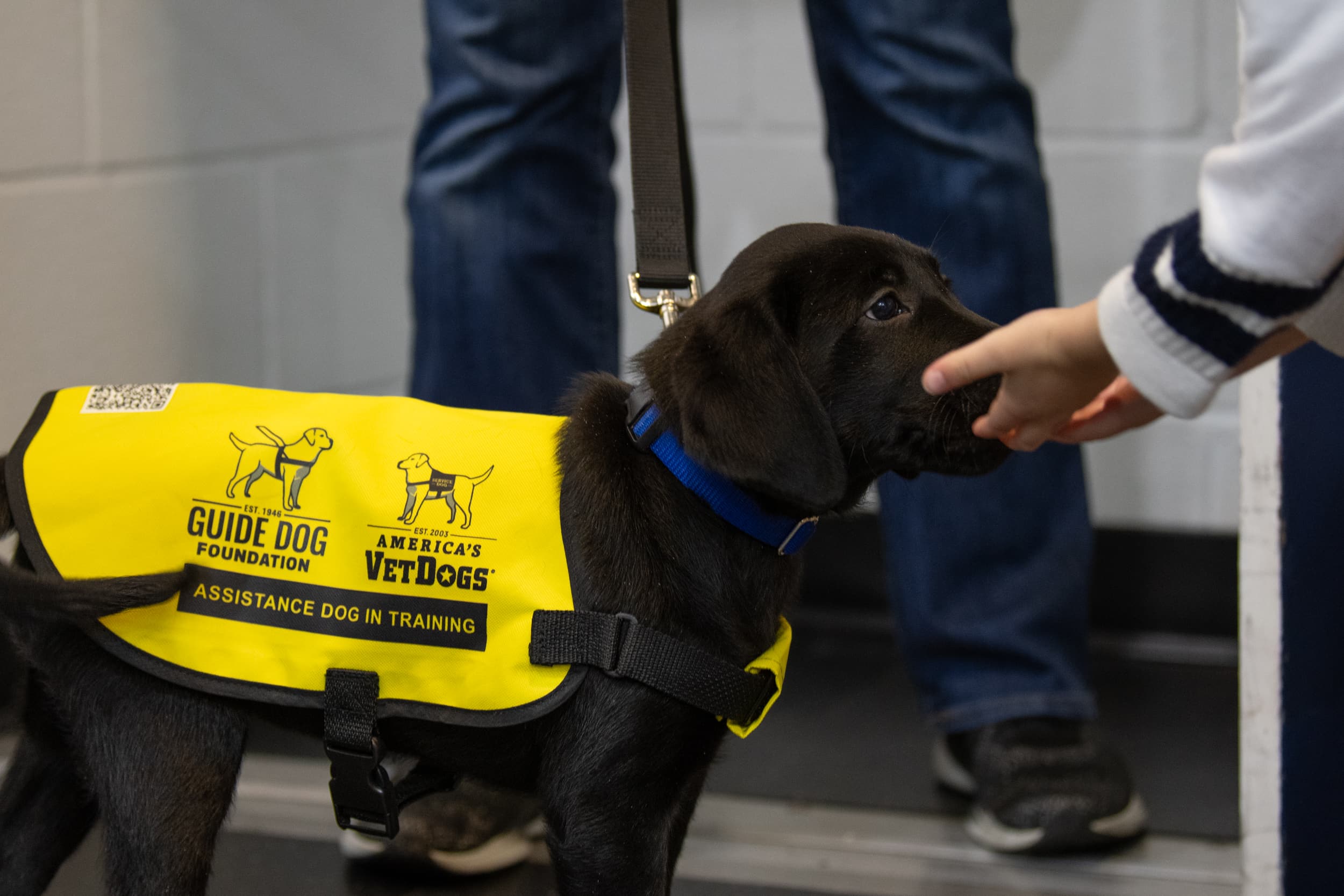 Paige and Nic Dowd sponsor future service dog Judy through America’s ...