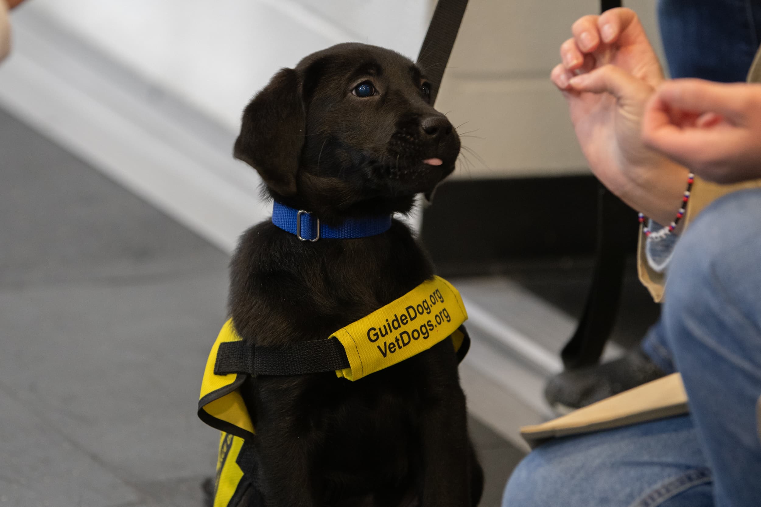 Paige and Nic Dowd sponsor future service dog Judy through America’s ...